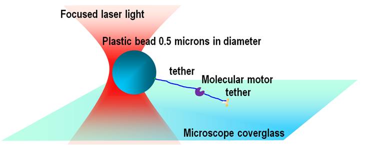 Optical force spectroscopy – Vaziri Lab