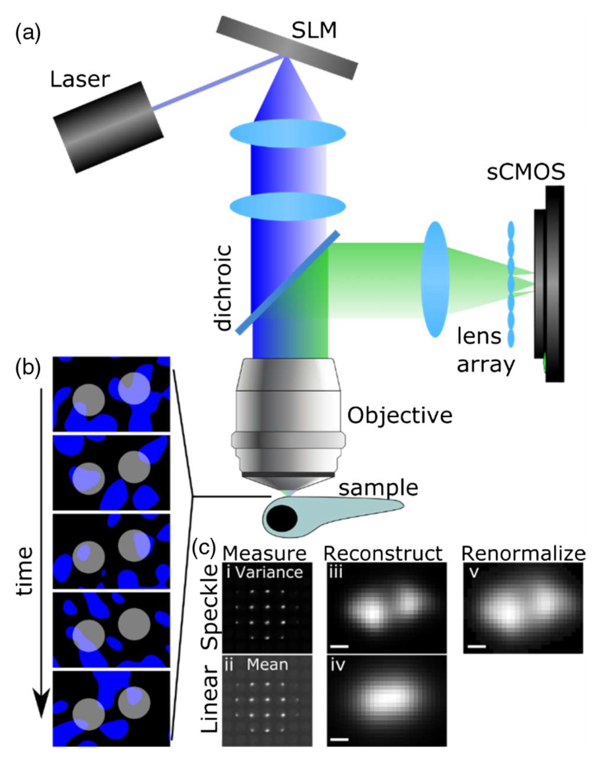 Brain Wide 3d Light Field Imaging Of Neuronal Activity With Speckle Enhanced Resolution Vaziri Lab