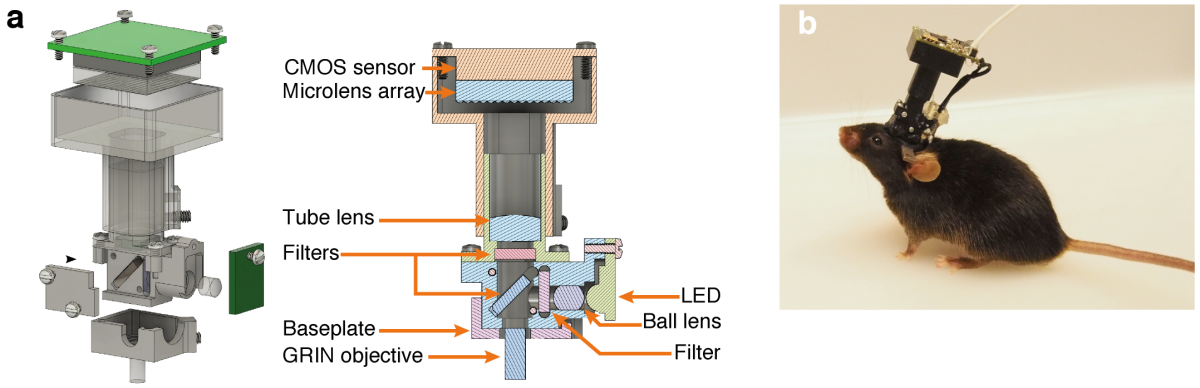 High-speed volumetric imaging of neuronal activity in freely moving ...