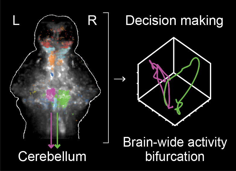 Neuronal basis of decision making at the single trial level – Vaziri Lab